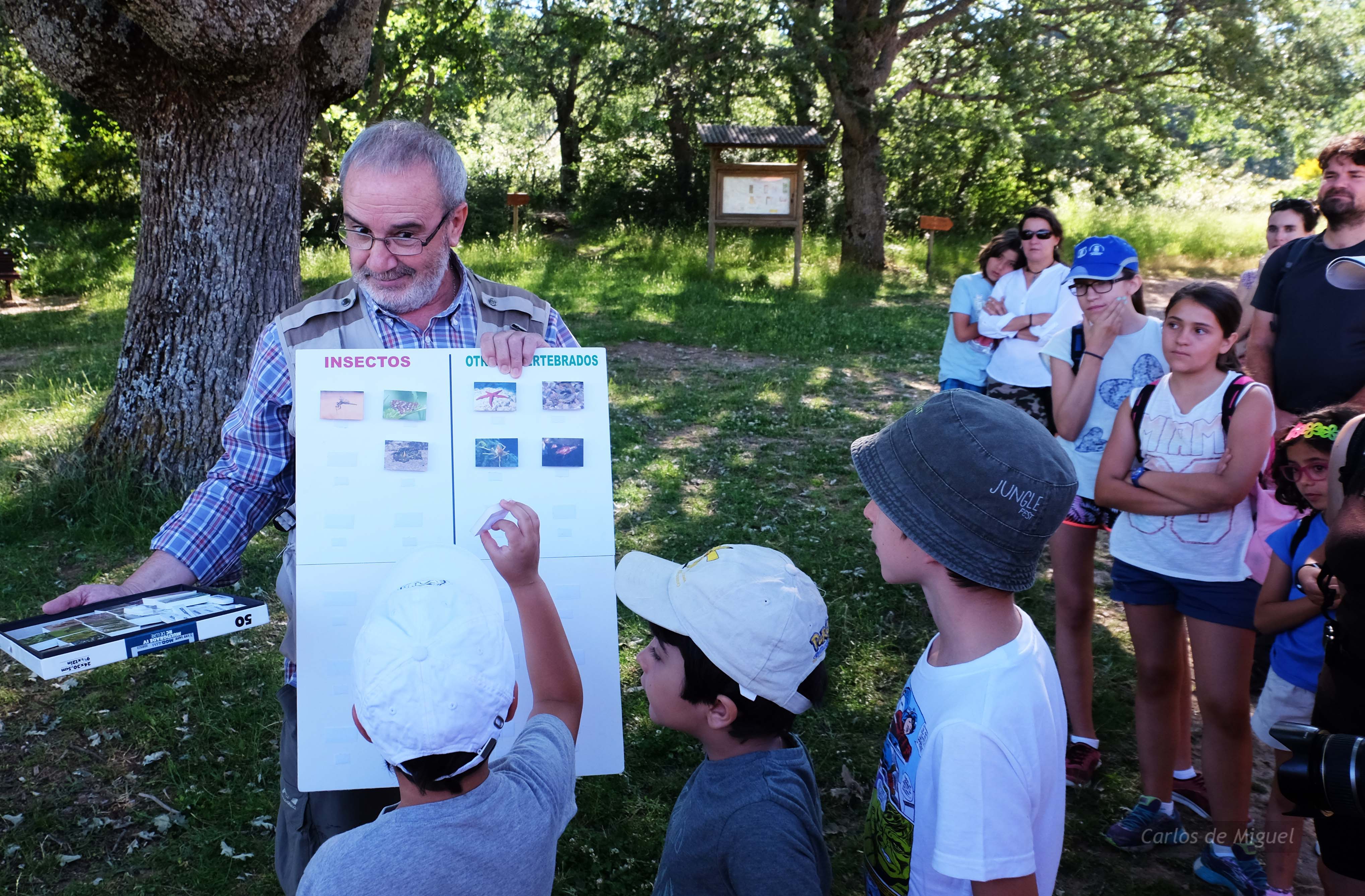 La excursión didáctica al mundo de los insectos permitirá a los ...