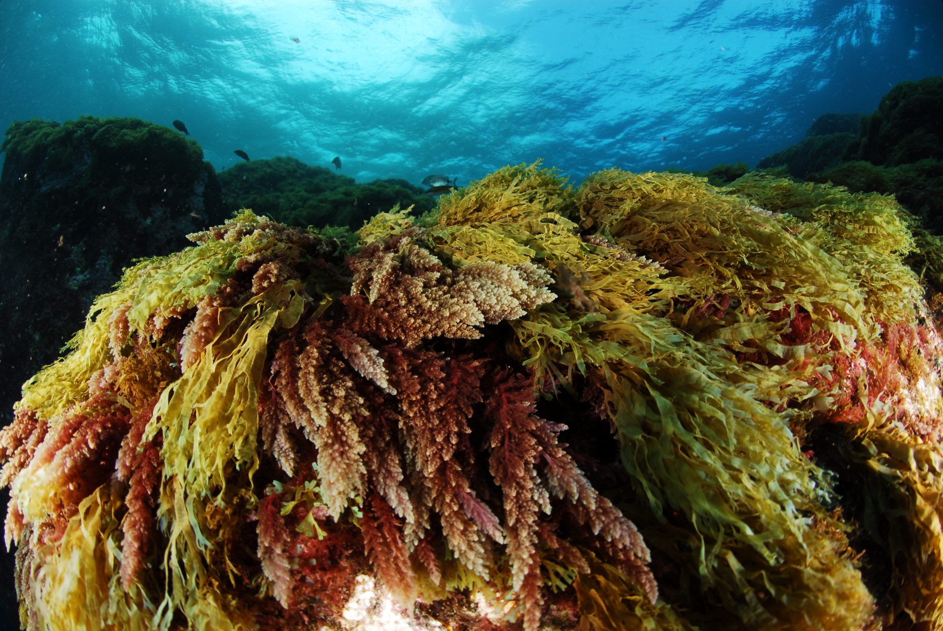 Mar de las Calmas (propuesta)